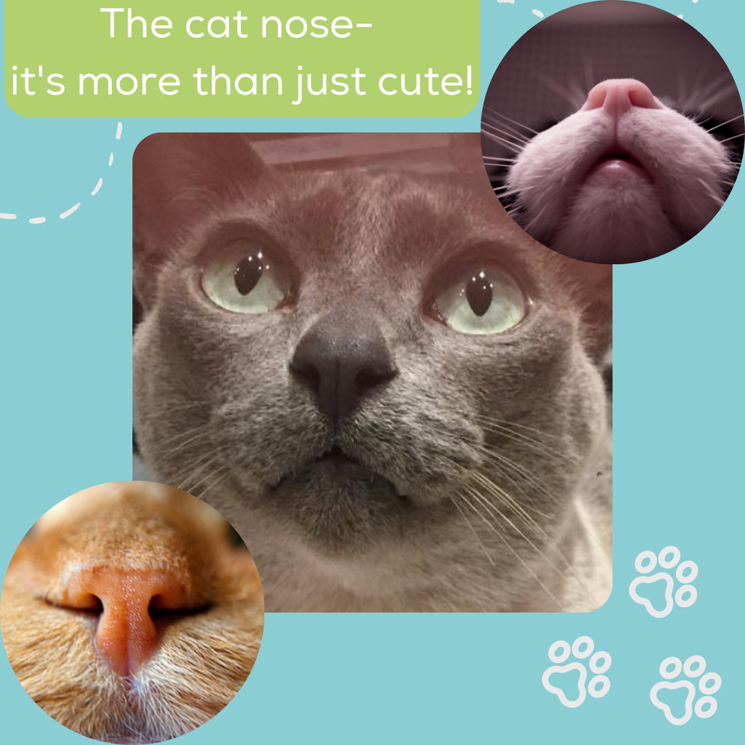 Here are are some tips on making your cats life the best that it can be ...