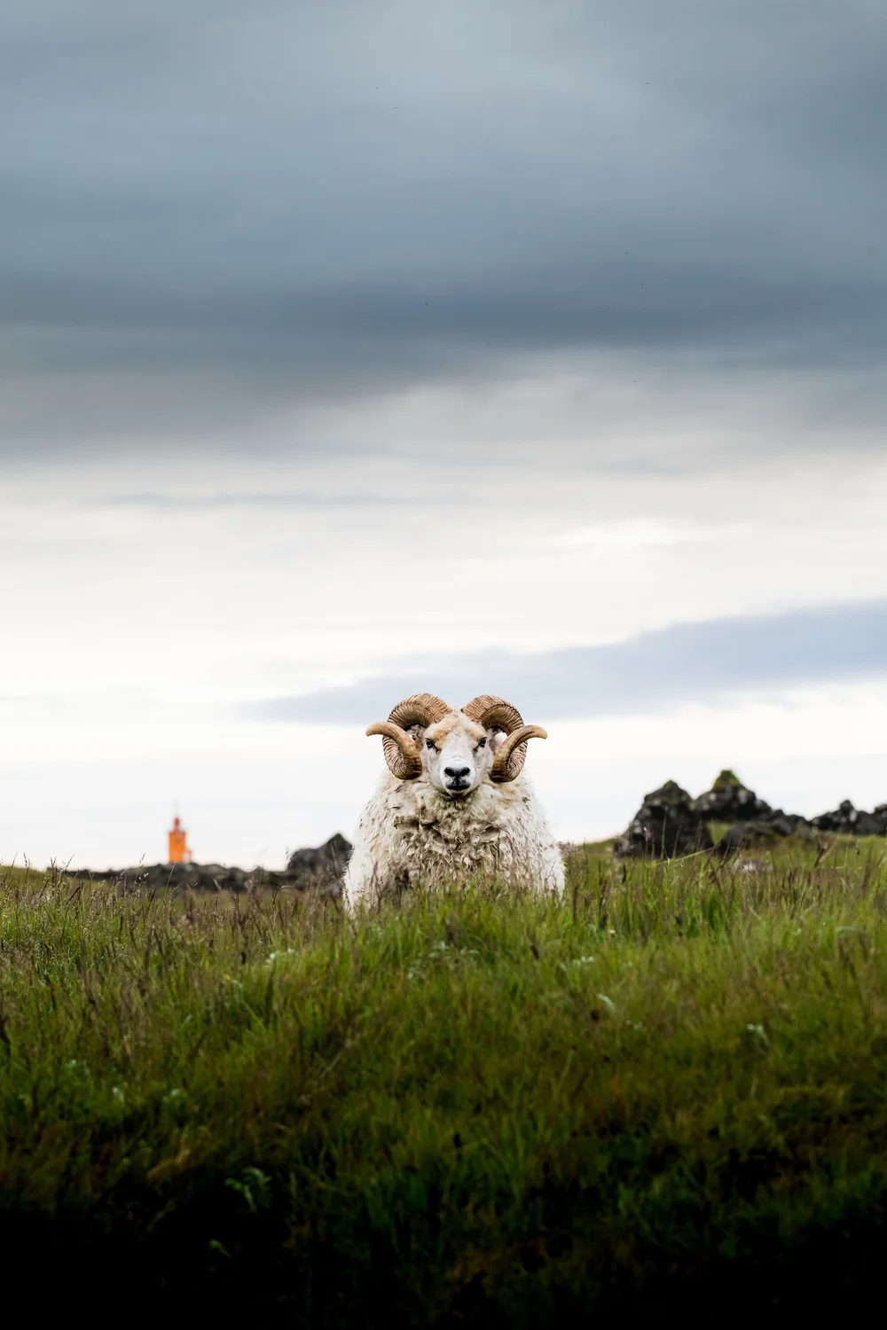 ICELANDIC LAMB | Icelandic Explorer