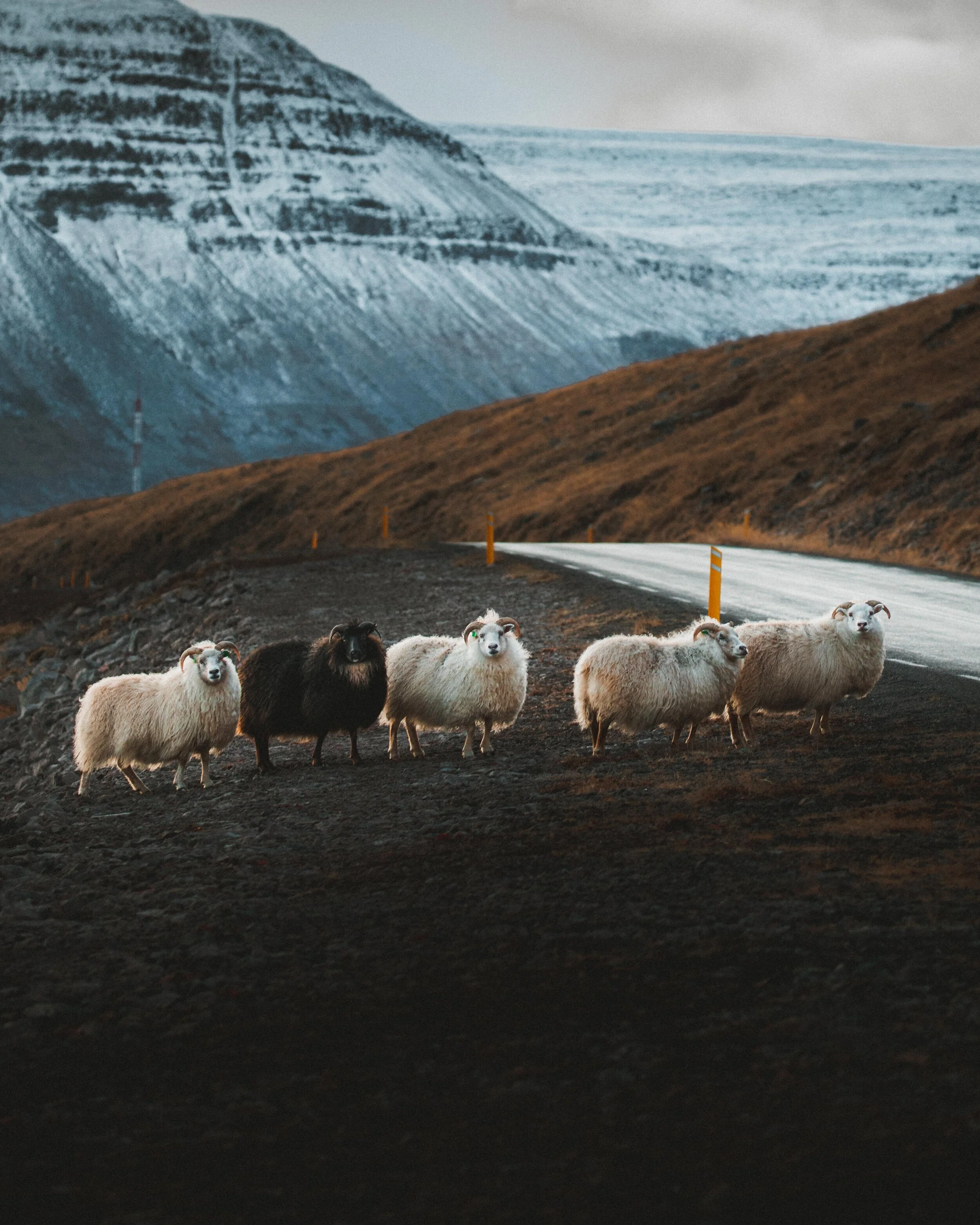 WILDLIFE OF ICELAND | Icelandic Explorer
