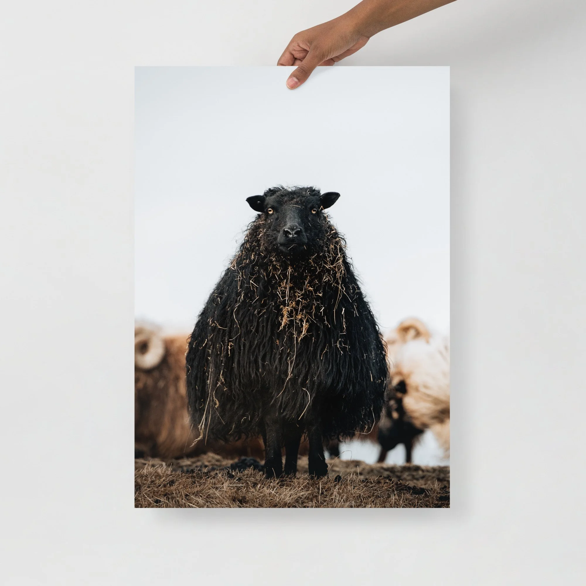 Sheep Poster 1 | Icelandic Explorer