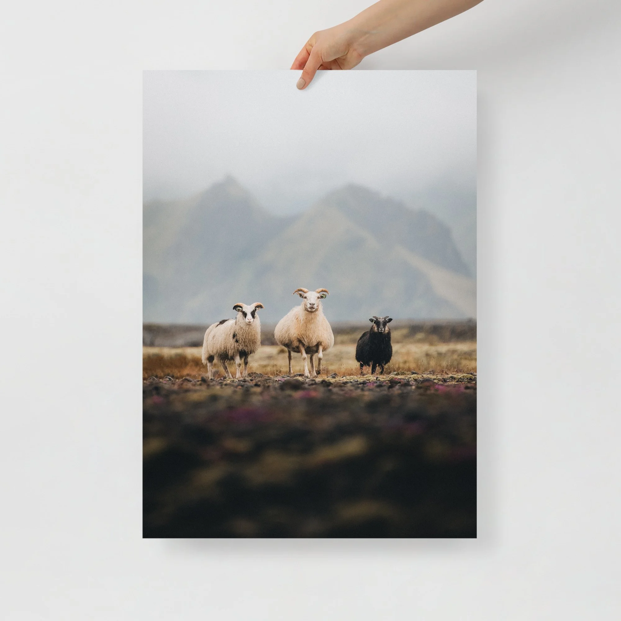 Sheep Poster 4 | Icelandic Explorer