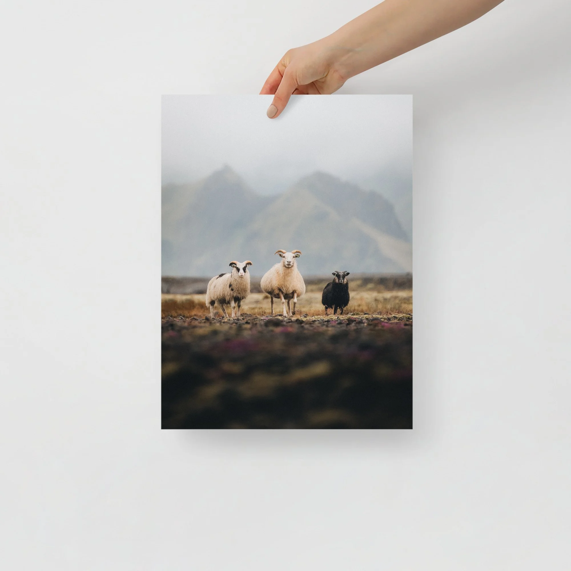 Sheep Poster 6 | Icelandic Explorer