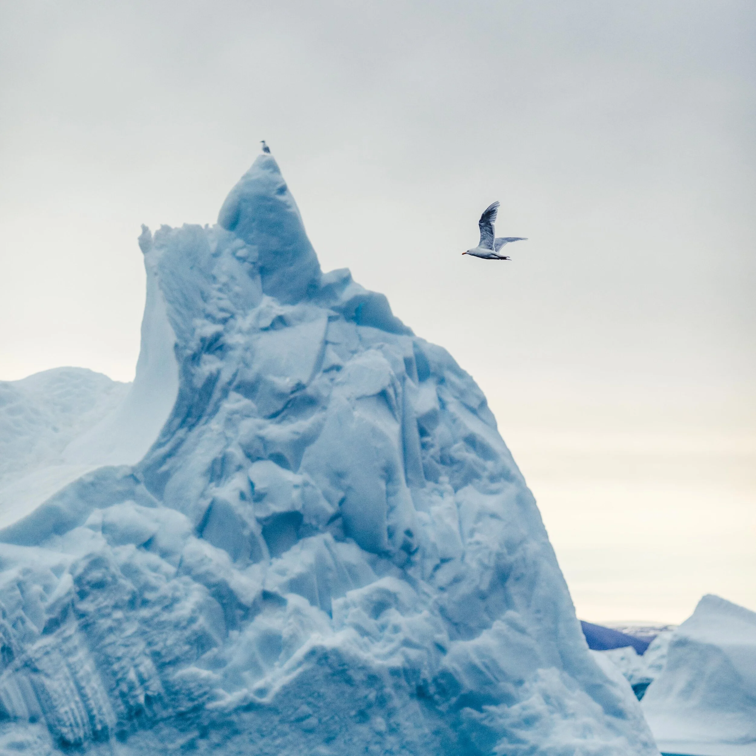 GREENLAND | Icelandic Explorer