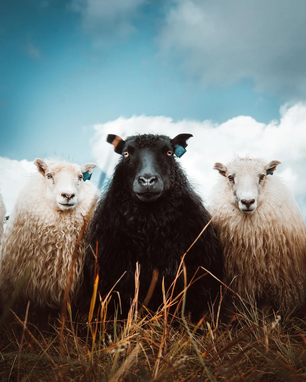 Home | Icelandic Explorer