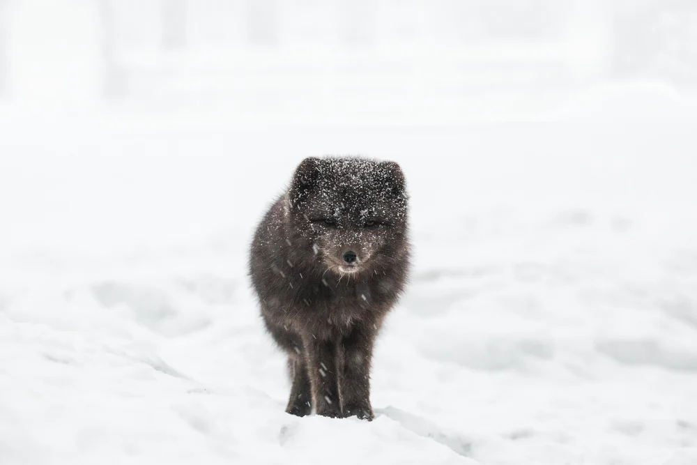 WILDLIFE OF ICELAND | Icelandic Explorer