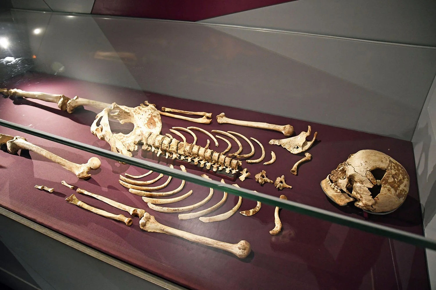 Natural History Museum - Evolution Gallery display cases — Glasshaus ...