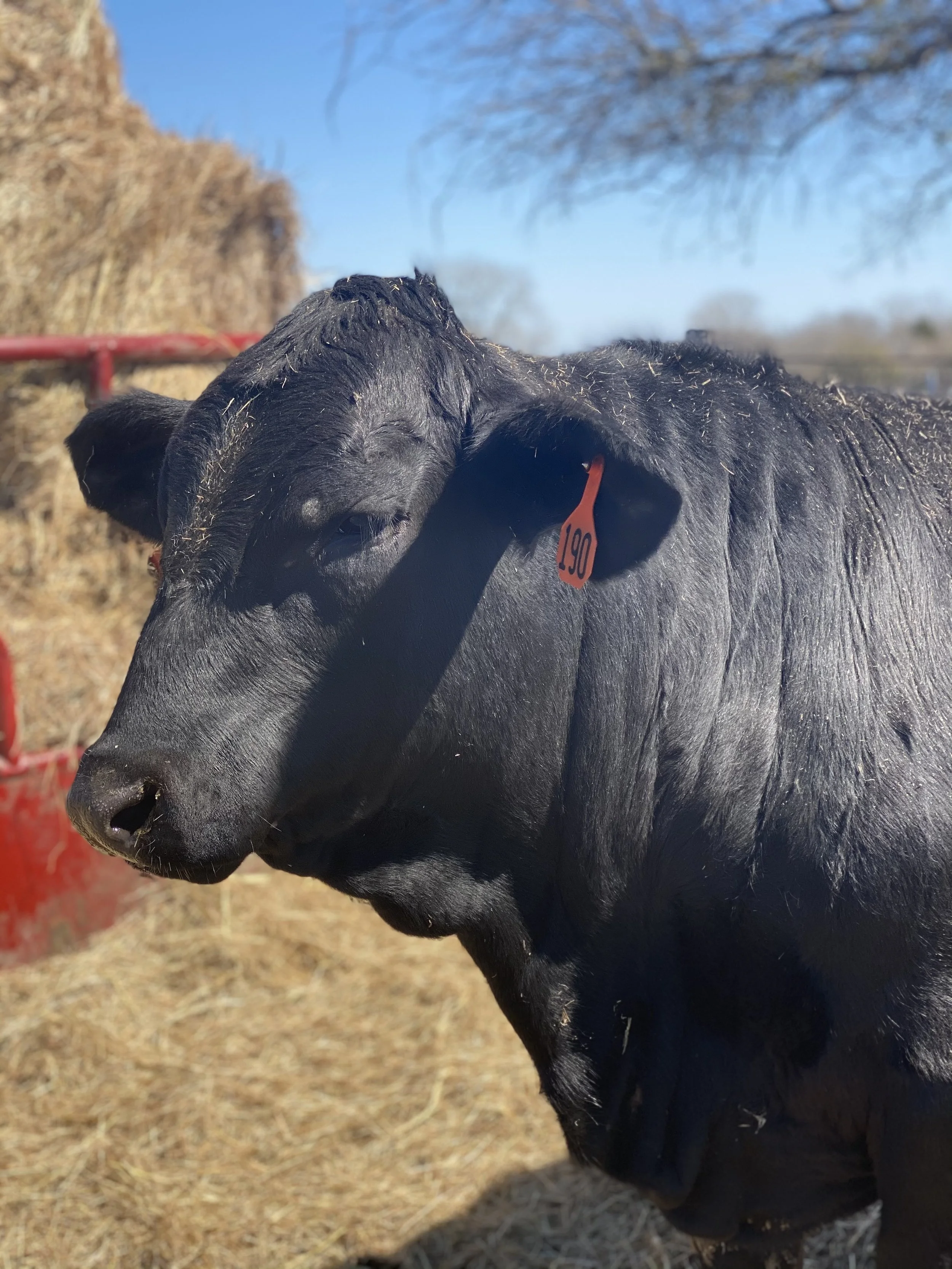 Gooch Family Farm | Texas Born & Raised, Grass-Fed & Grain-Finished ...