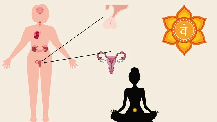 The Endocrine Glands and Chakra System — Louloudi Skincare & Apothecary