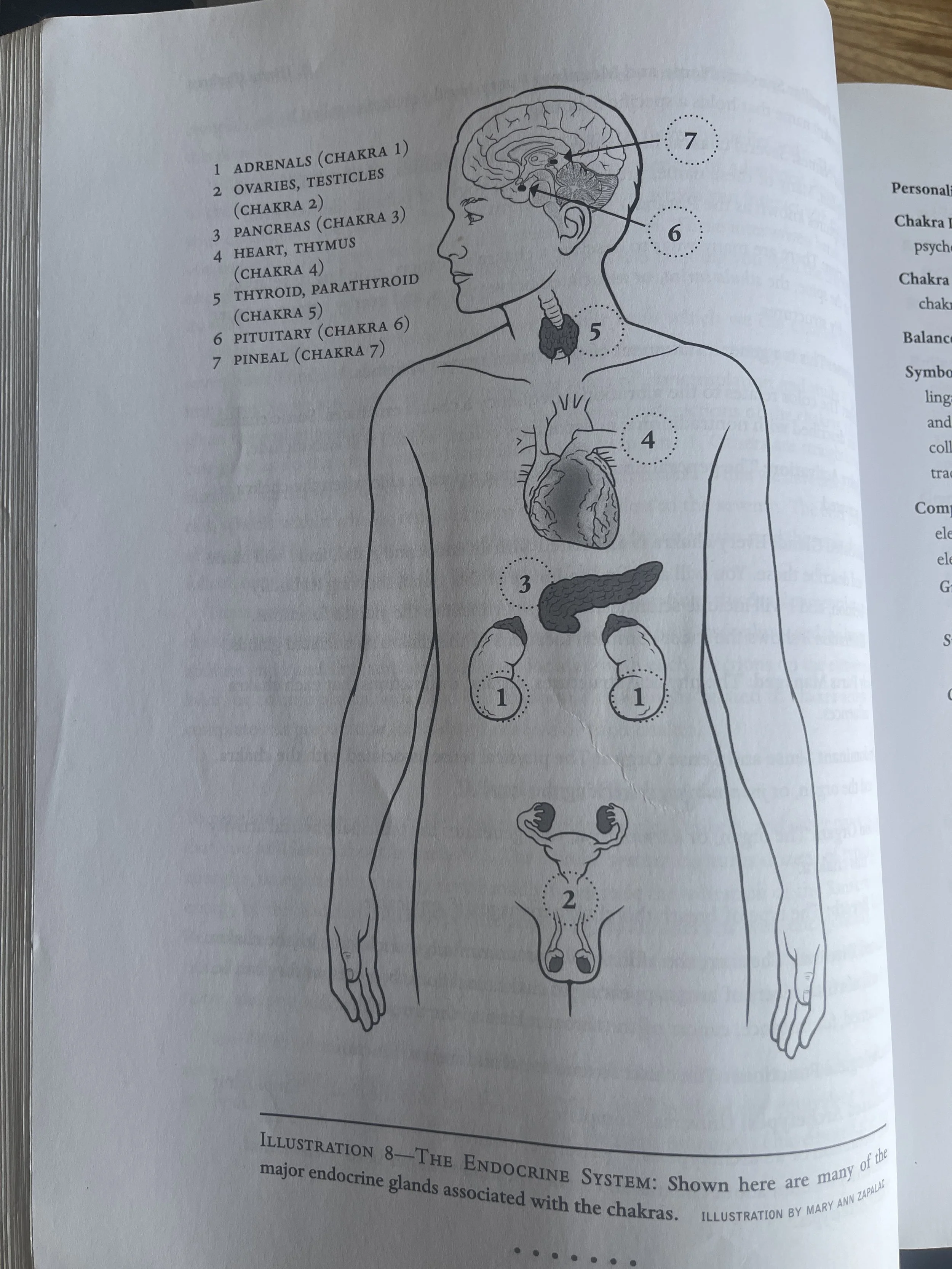 The Endocrine Glands and Chakra System — Louloudi Skincare & Apothecary
