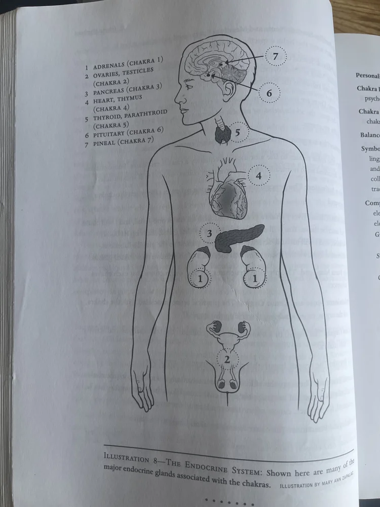The Endocrine Glands and Chakra System — Louloudi Skincare & Apothecary
