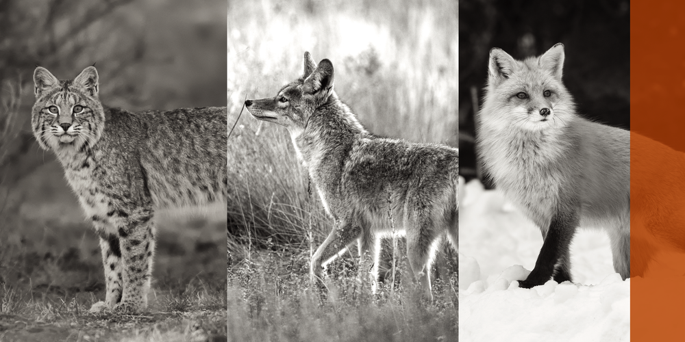 Predators | Control Predators Today - Shop Now — Animal Control Products