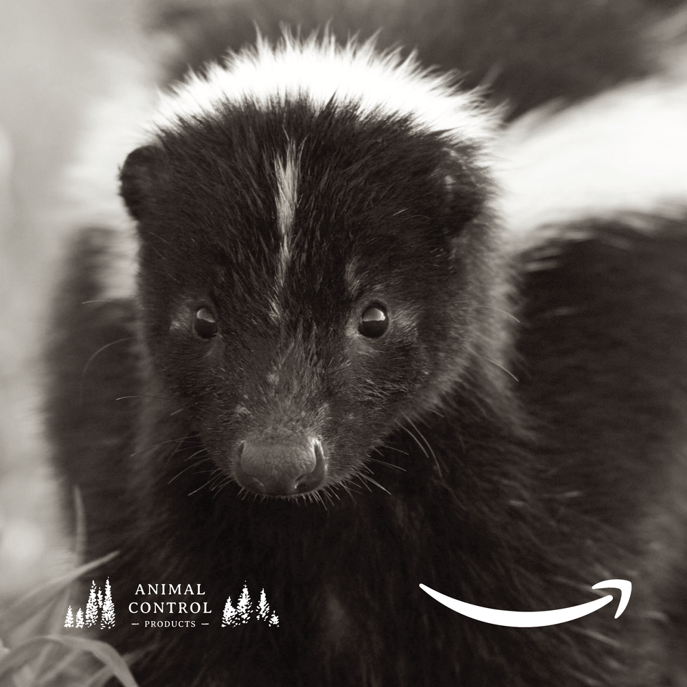 Skunks — Animal Control Products