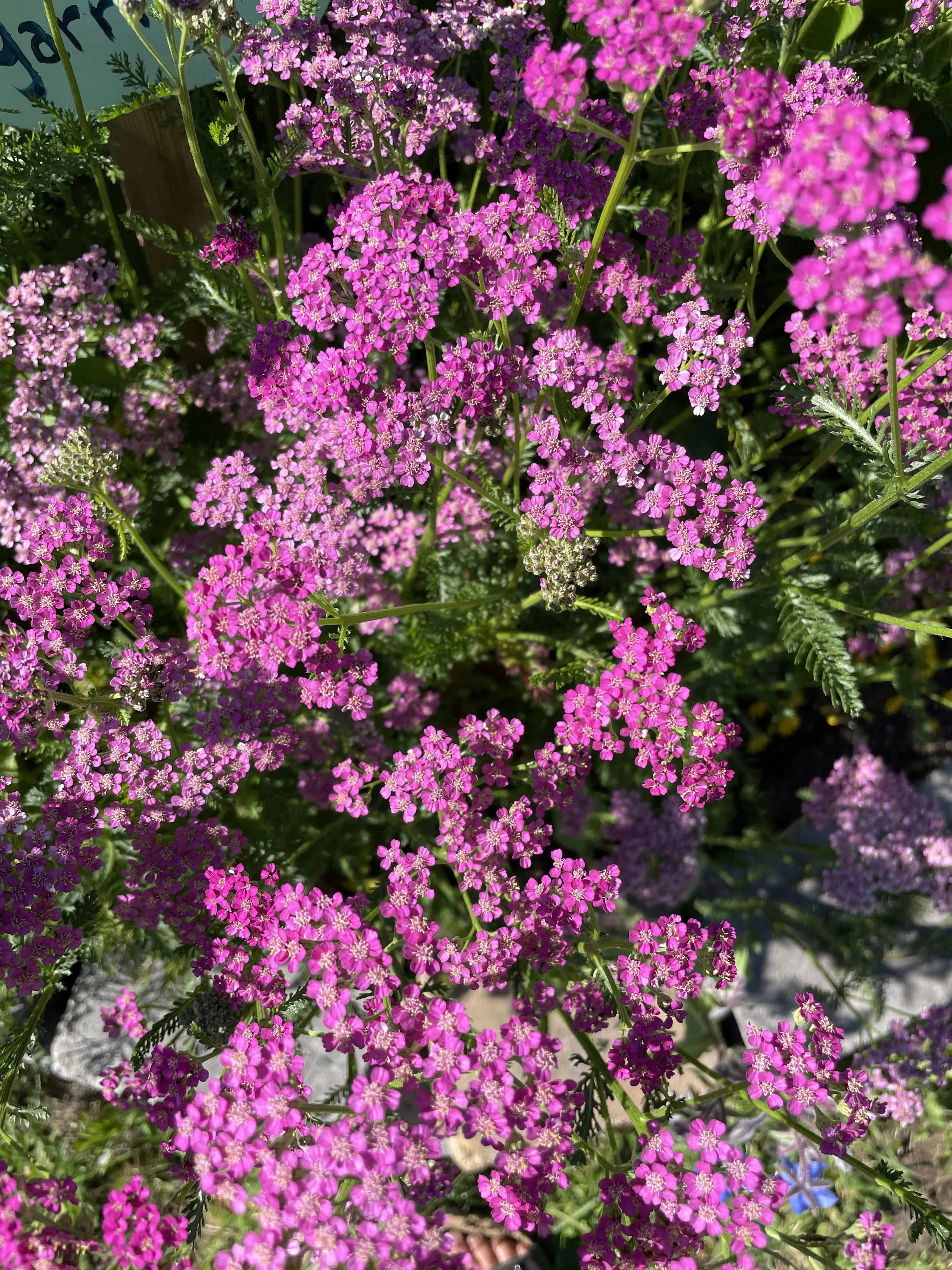 Rachel Wall Fine Art