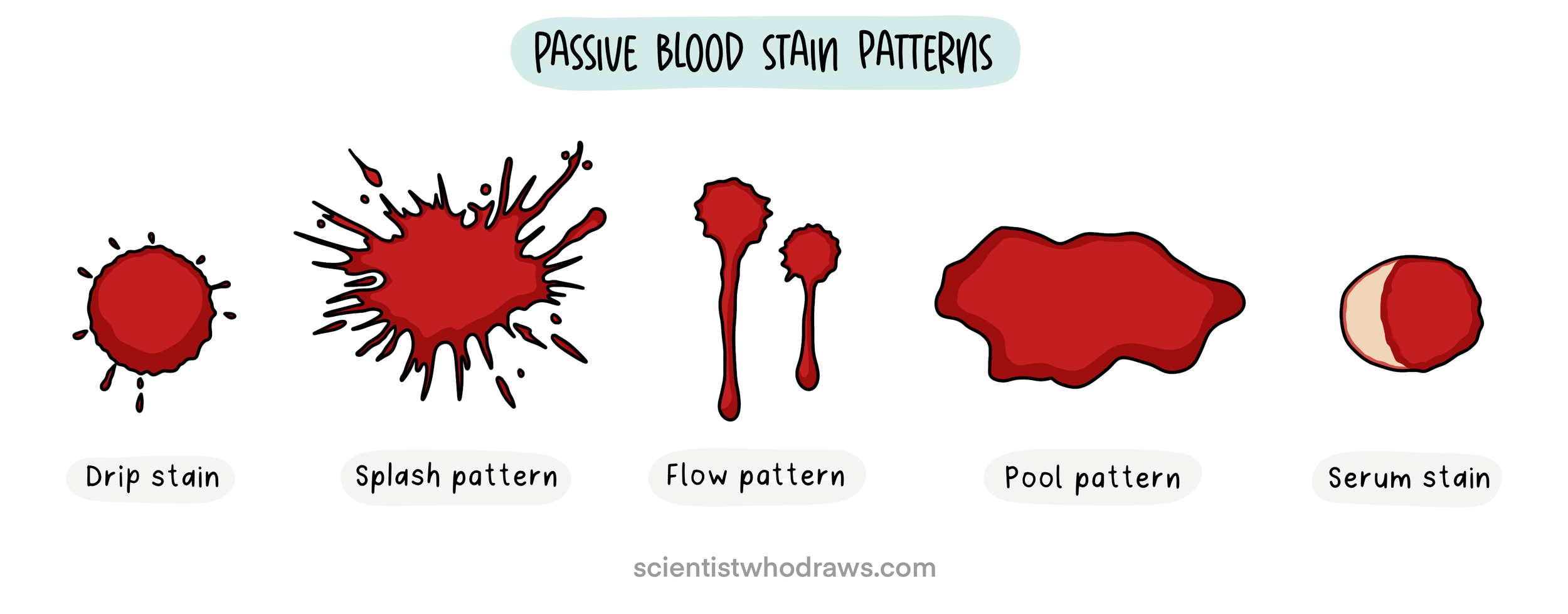 Blood Spatter Analysis — Scientist who draws