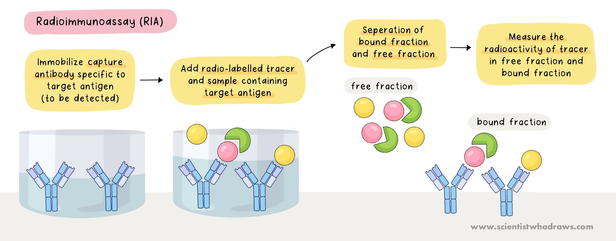 Primary Binding Assays — Scientist who draws