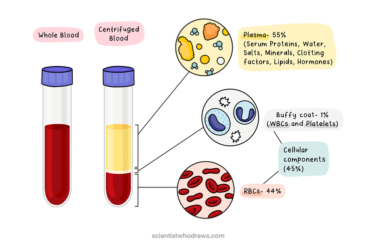 Blood: Composition, Function and Volume — Scientist who draws