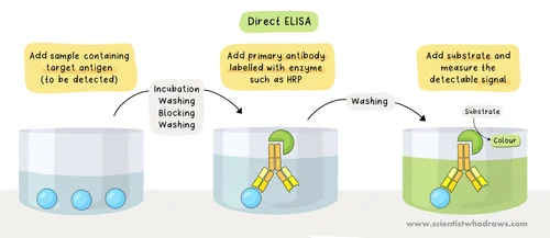 ELISA- Direct, Indirect, Sandwich, and Competitive — Scientist who draws