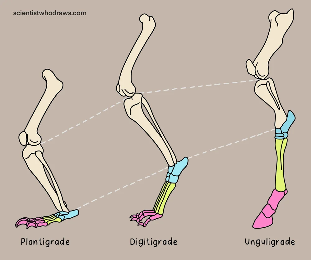 Pug Marks — Scientist who draws