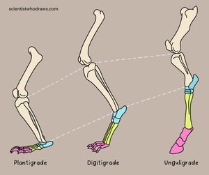 Pug Marks — Scientist who draws