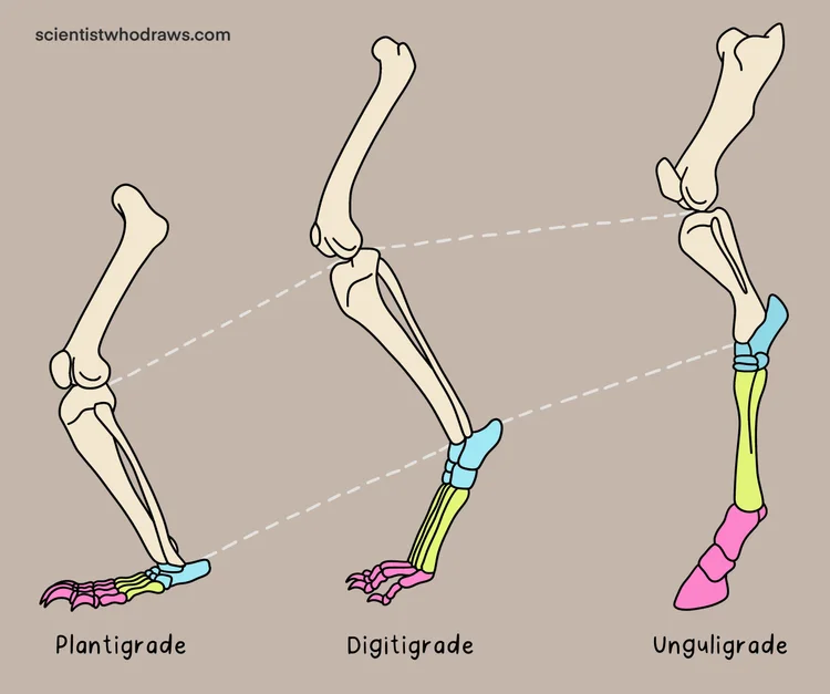 Pug Marks — Scientist who draws