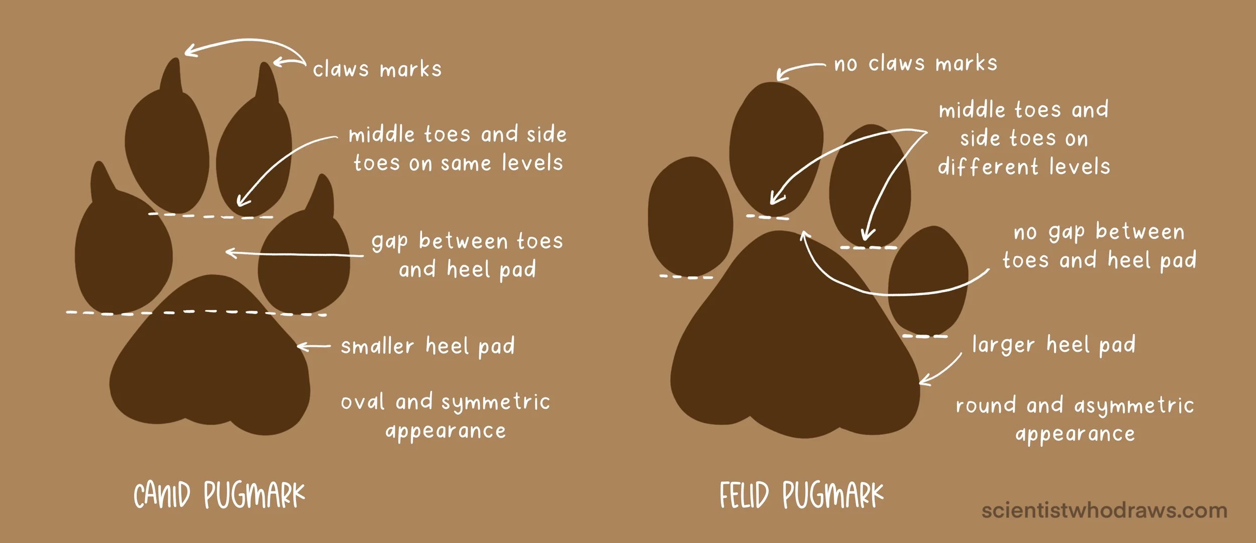 Pug Marks — Scientist who draws