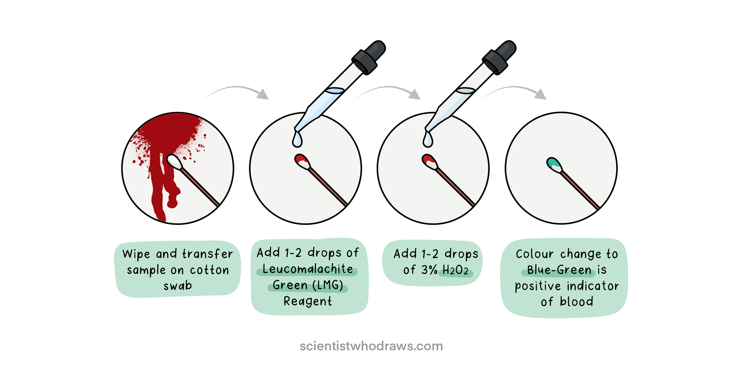 Preliminary Blood Tests in Forensic Investigations — Scientist who draws