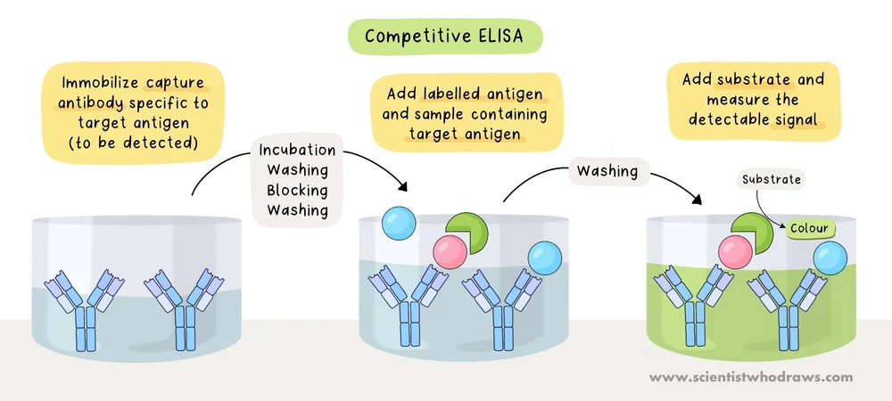 ELISA- Direct, Indirect, Sandwich, and Competitive — Scientist who draws
