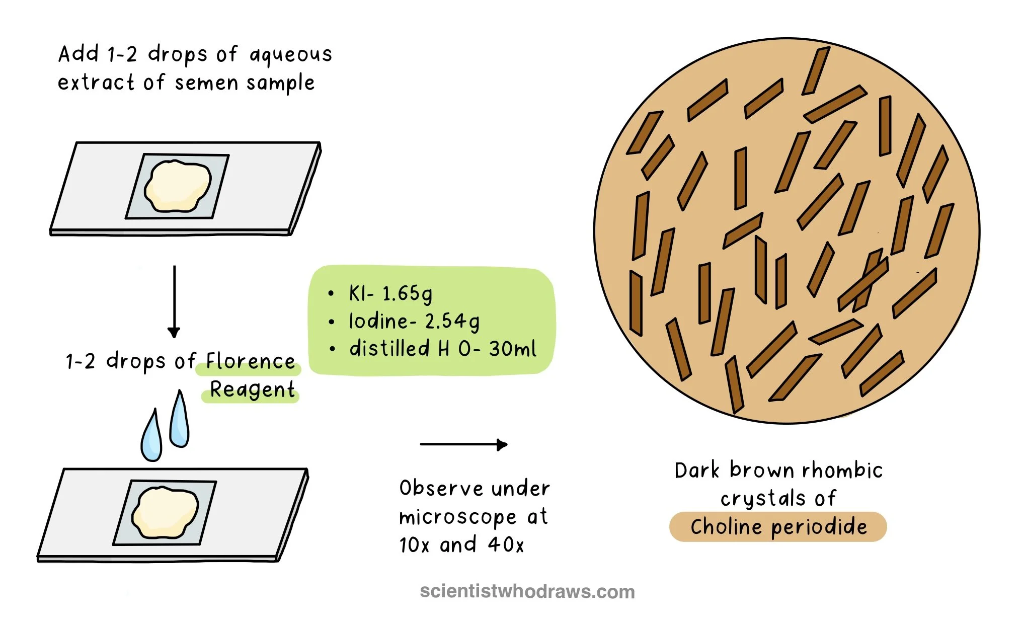 Preliminary tests for Semen — Scientist who draws