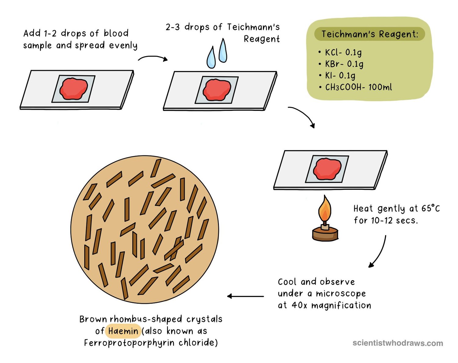 Confirmatory Blood Tests in Forensic Investigations — Scientist who ...