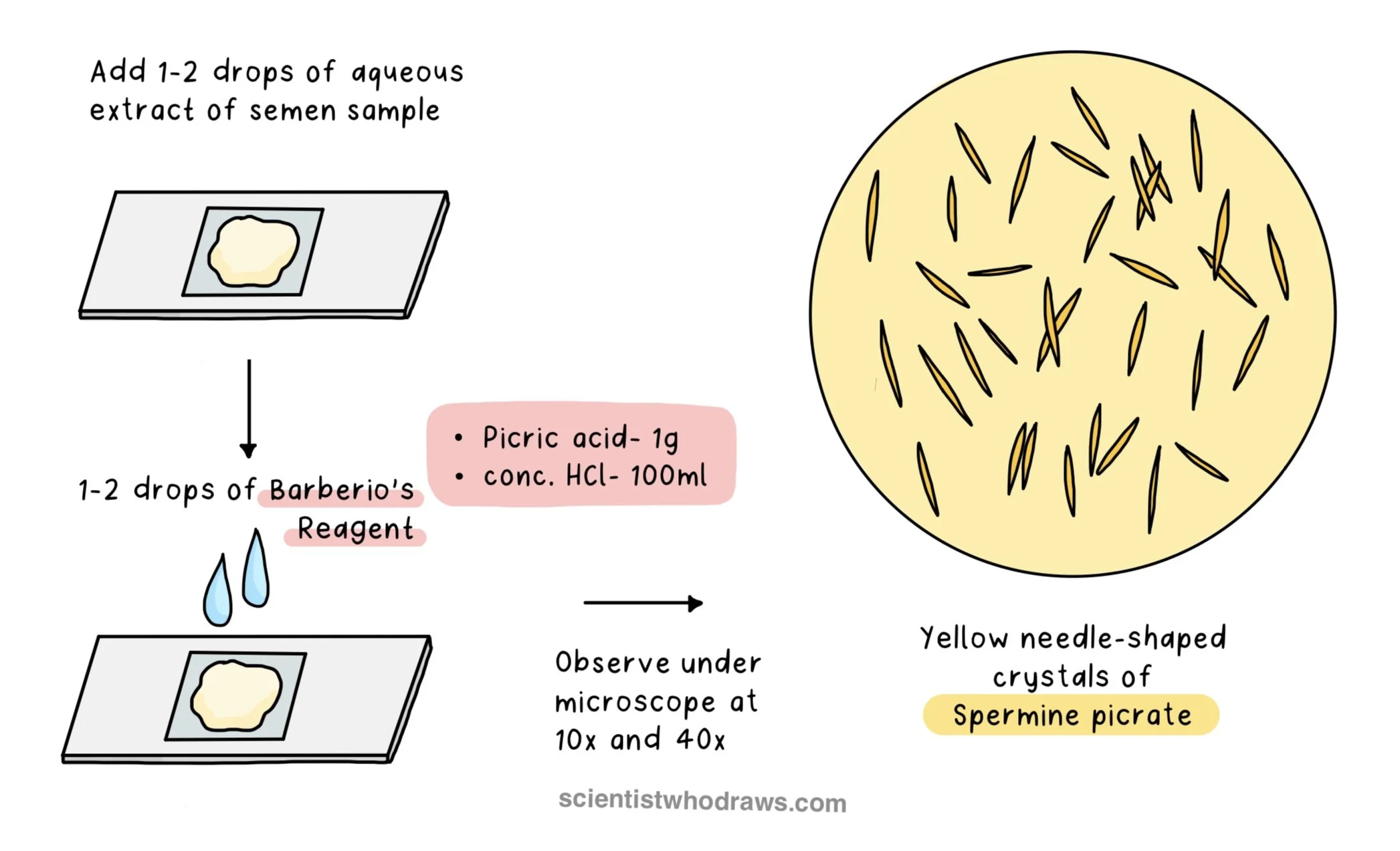 Preliminary tests for Semen — Scientist who draws