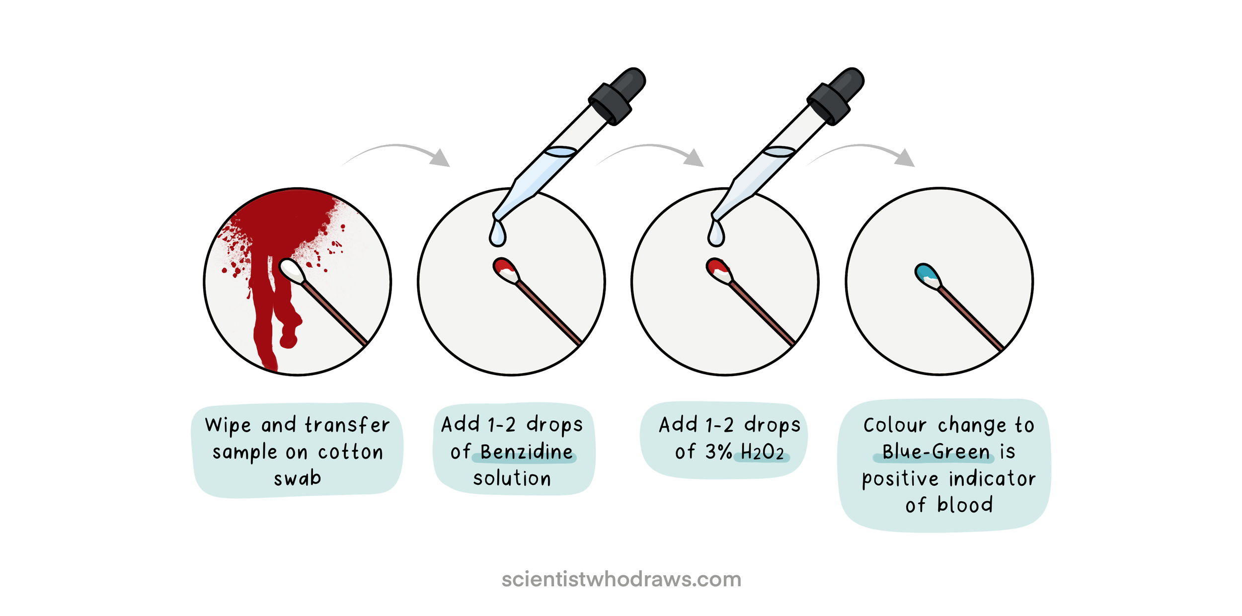 Preliminary Blood Tests in Forensic Investigations — Scientist who draws
