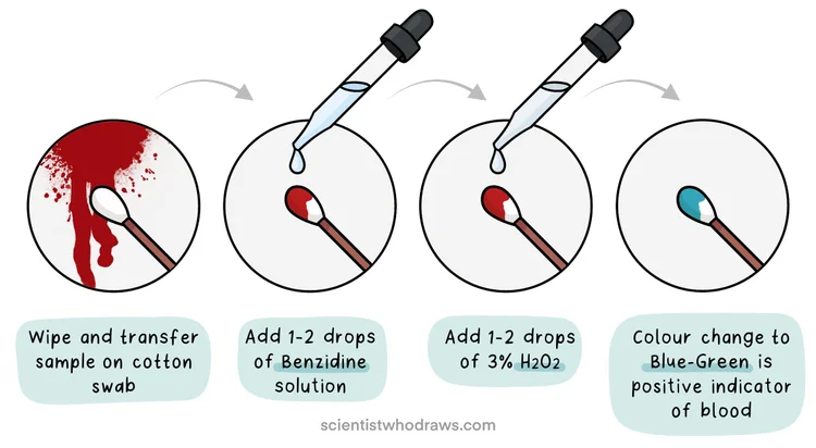 Preliminary Blood Tests in Forensic Investigations — Scientist who draws