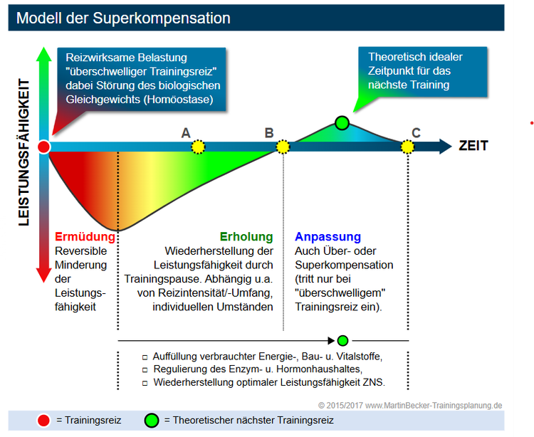 Muskelaufbau: Wie lange dauert die Regeneration wirklich und wann ...