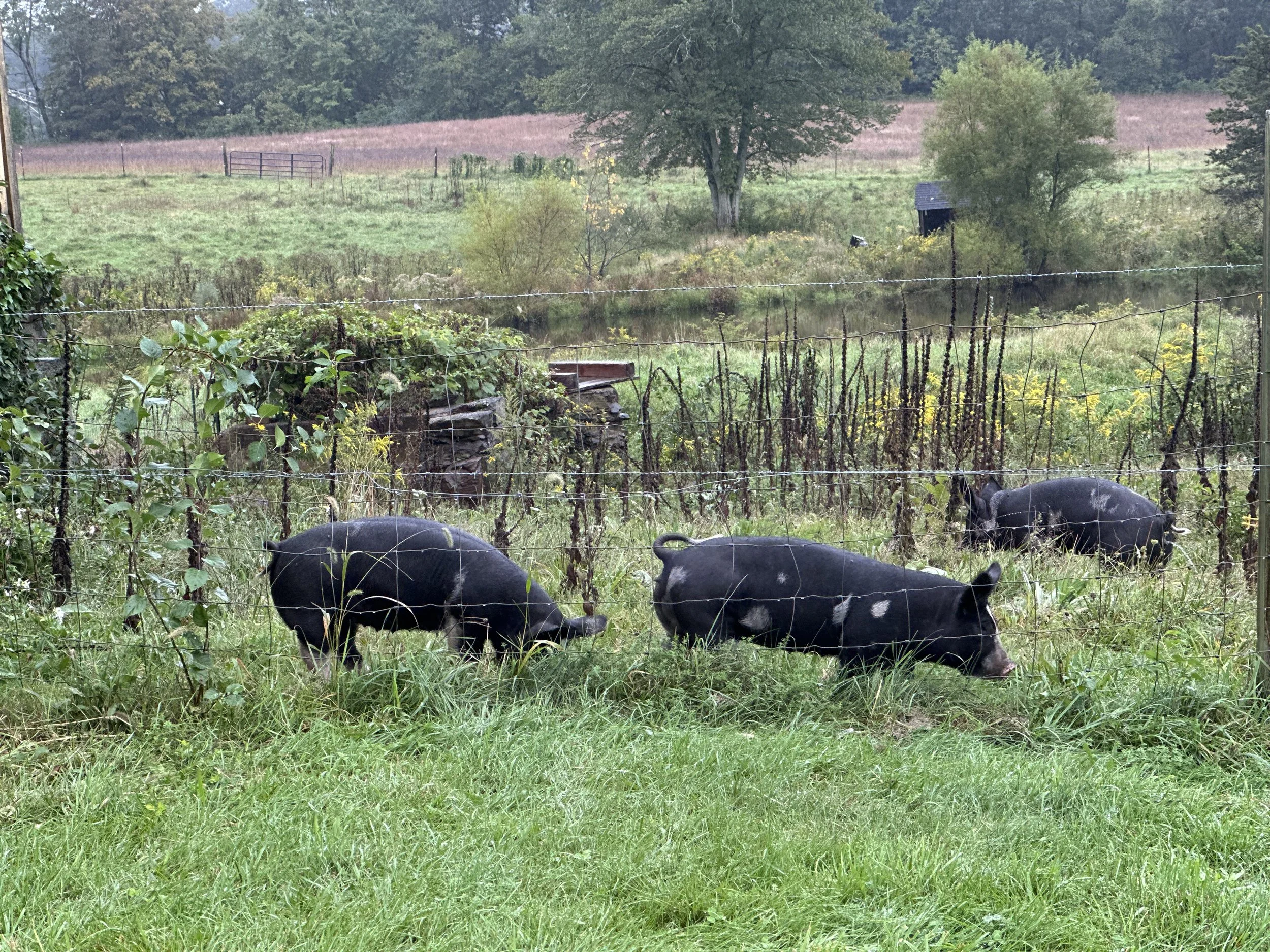 Berkshire Pigs — Two Herons Farm