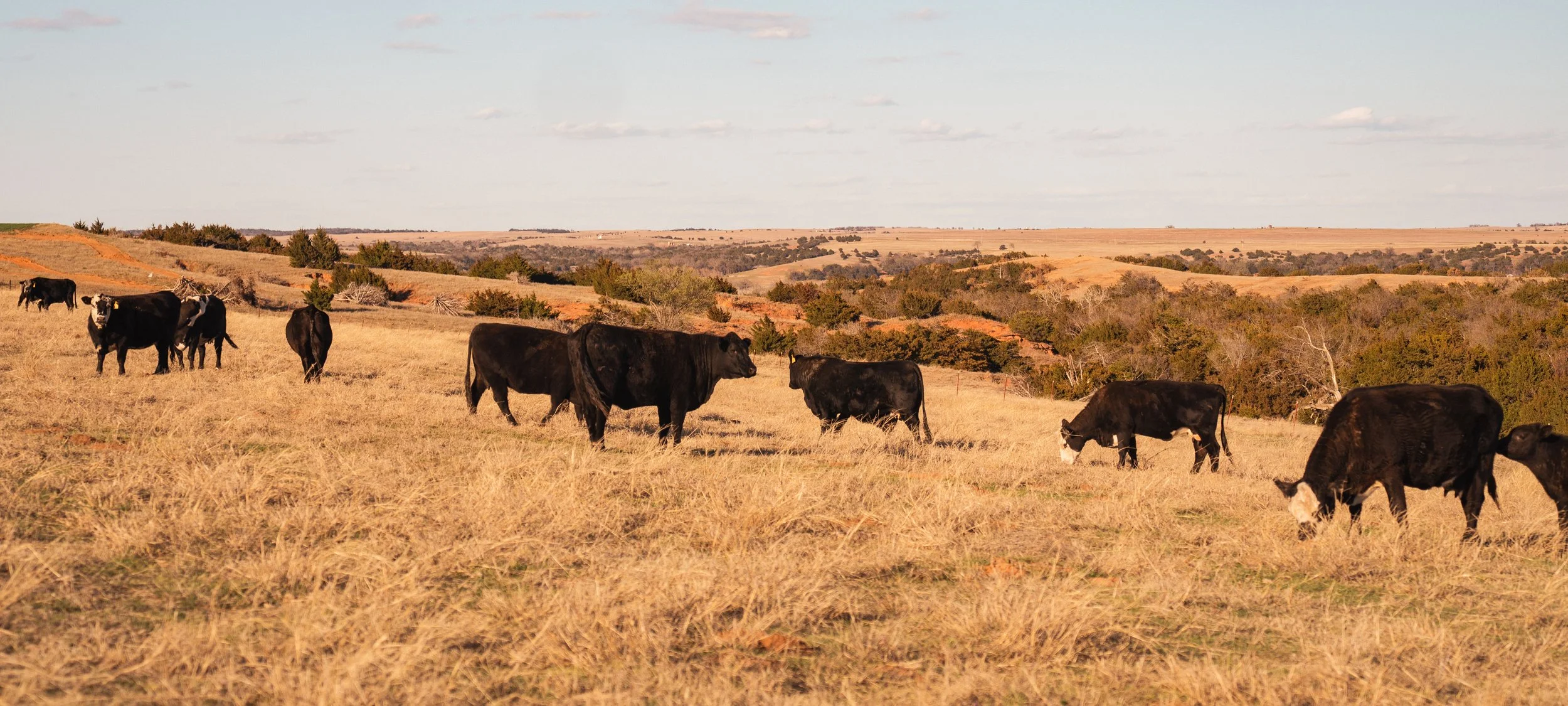 ZABEL CATTLE COMPANY