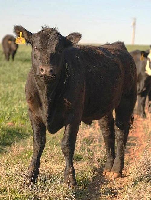 ZABEL CATTLE COMPANY
