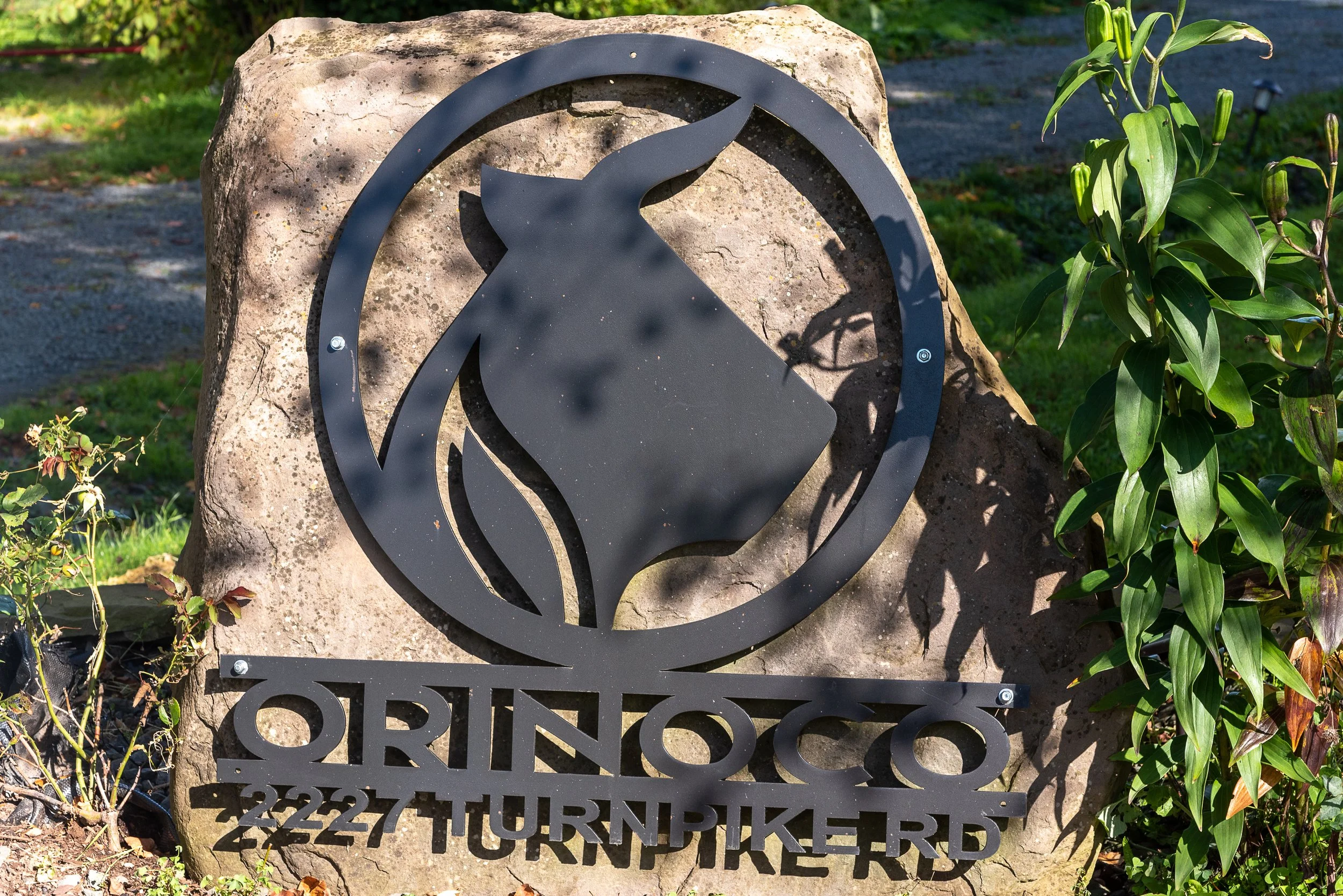 About — Orinoco Cattle
