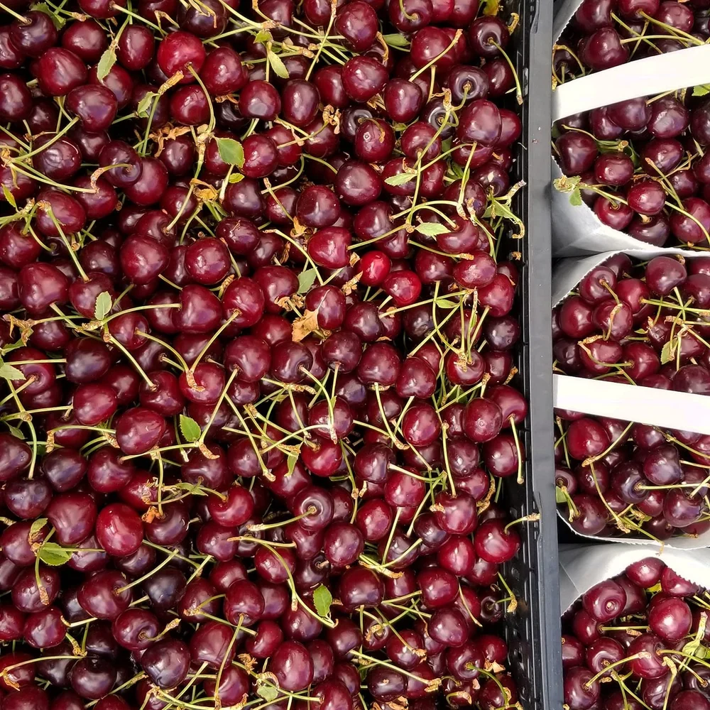 Orchards and Farms — Palisade Colorado