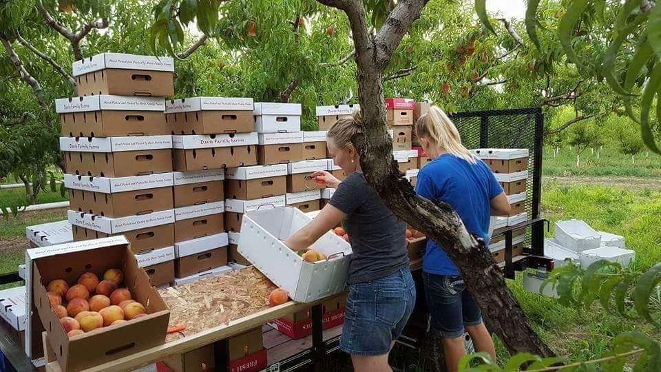 Orchards and Farms — Palisade Colorado