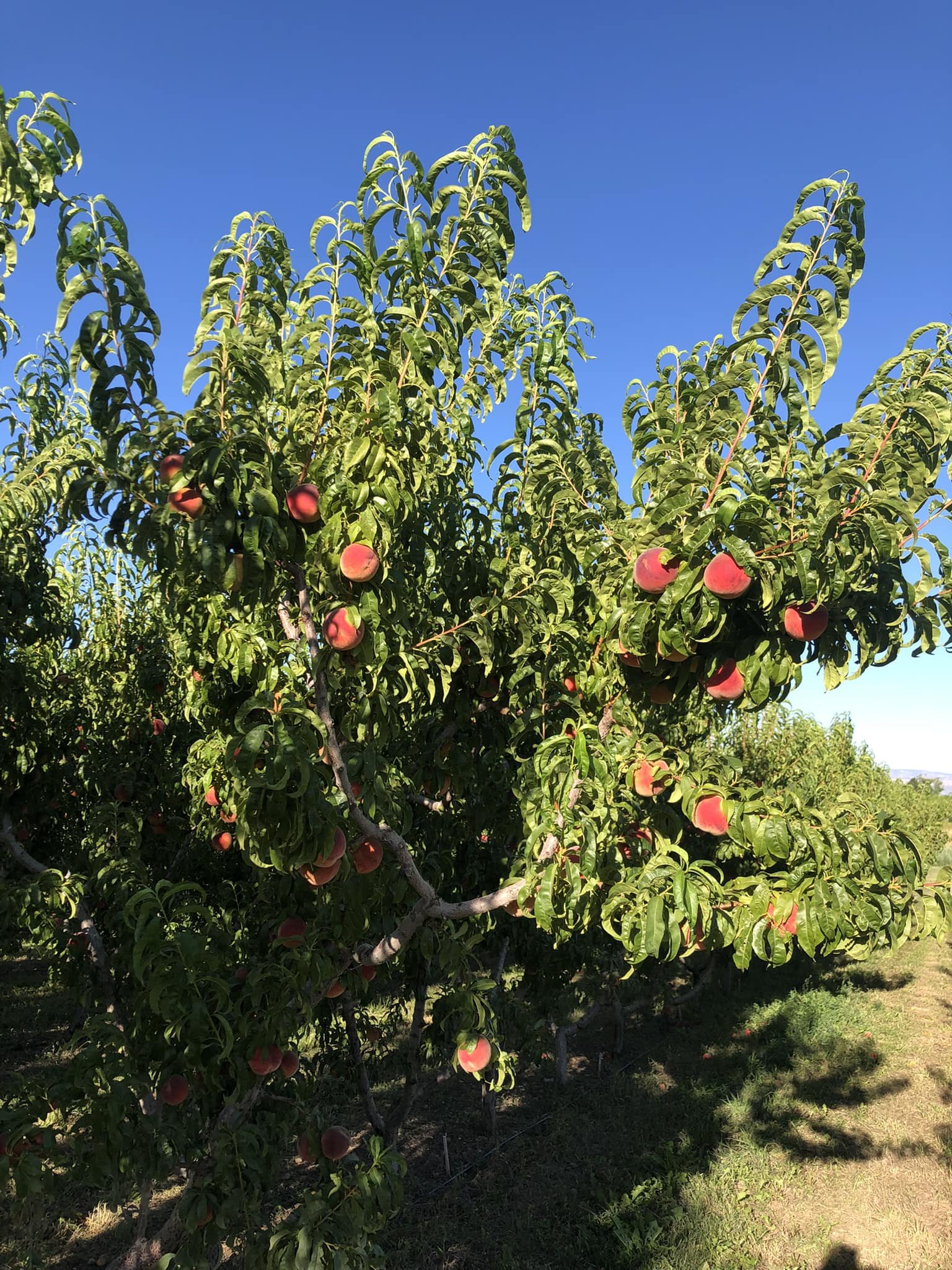 Orchards and Farms — Palisade Colorado