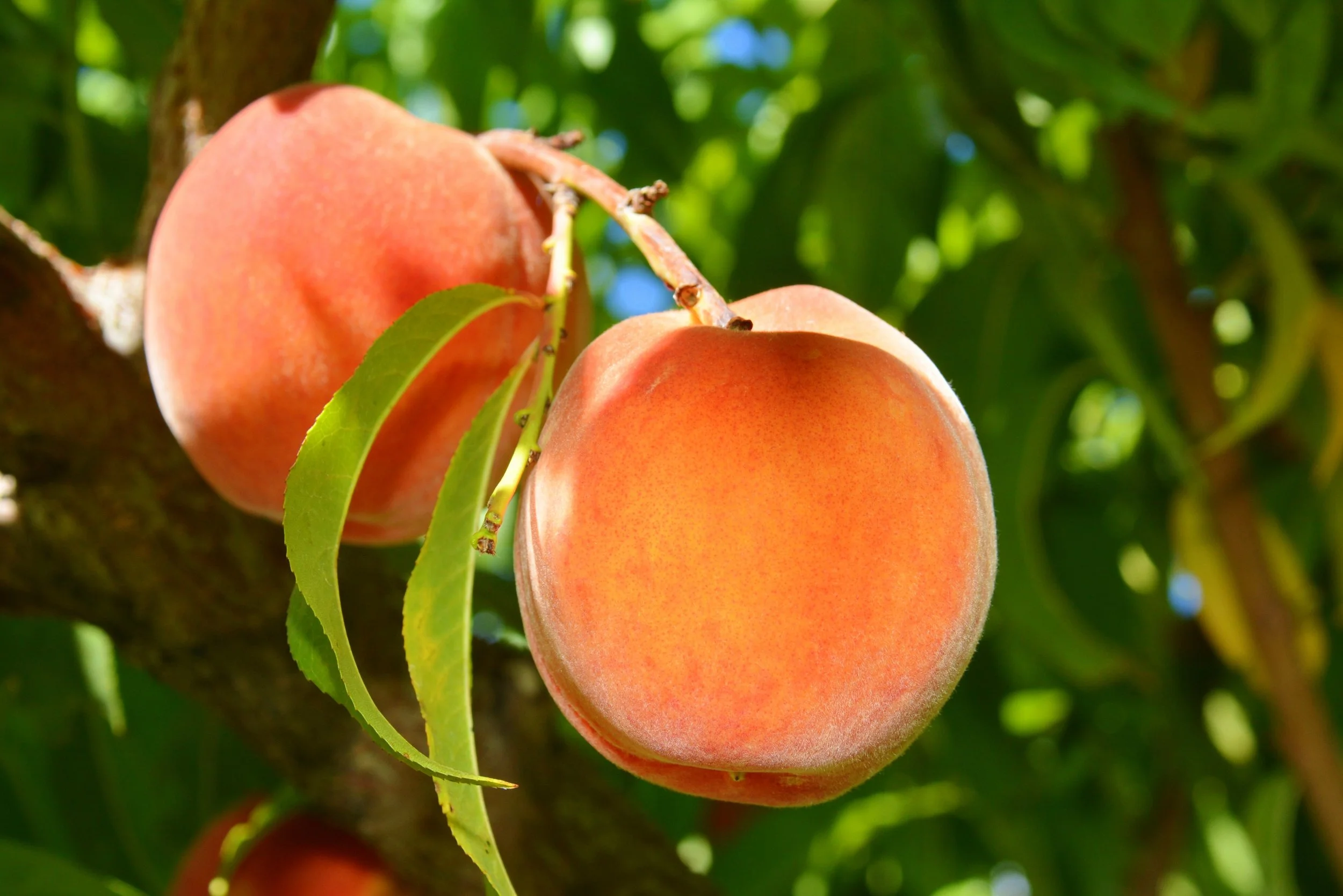 Orchards and Farms — Palisade Colorado