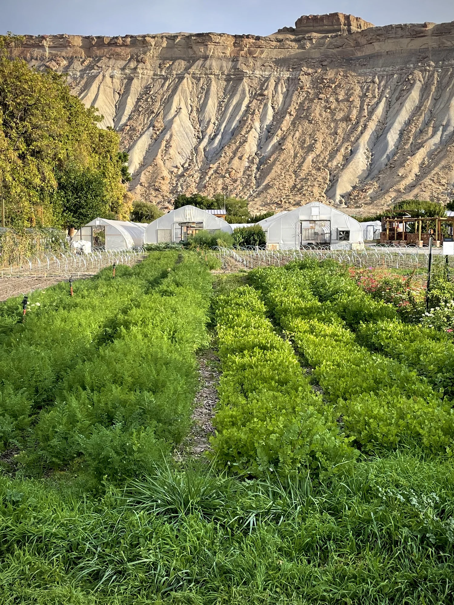 Orchards and Farms — Palisade Colorado