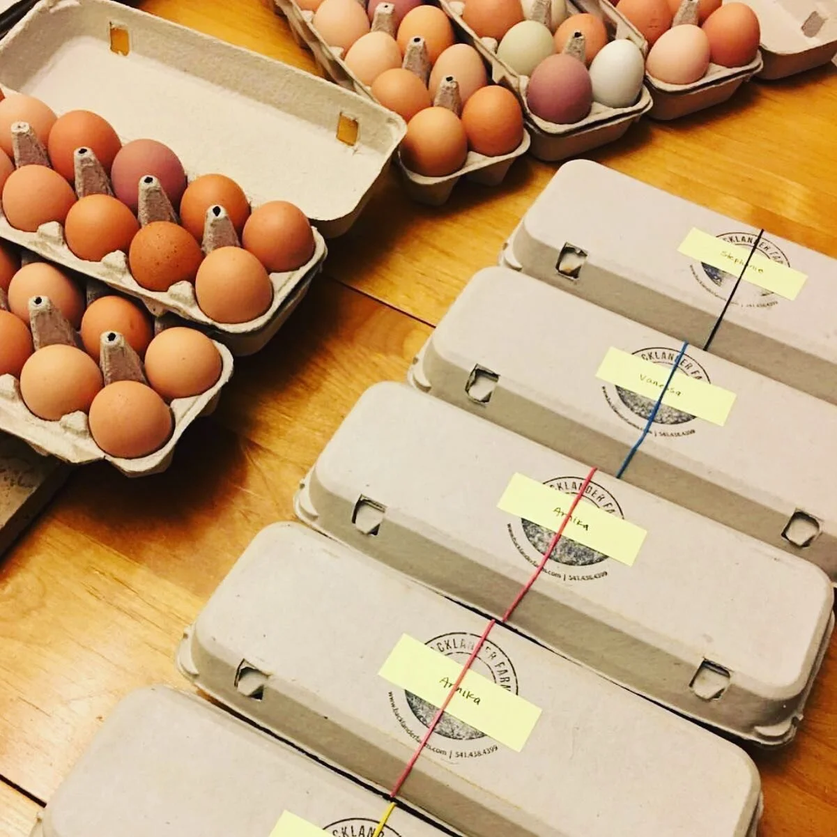 Backlander Farms | Grass Fed, Grass Finished Beef | Pastured Pork ...