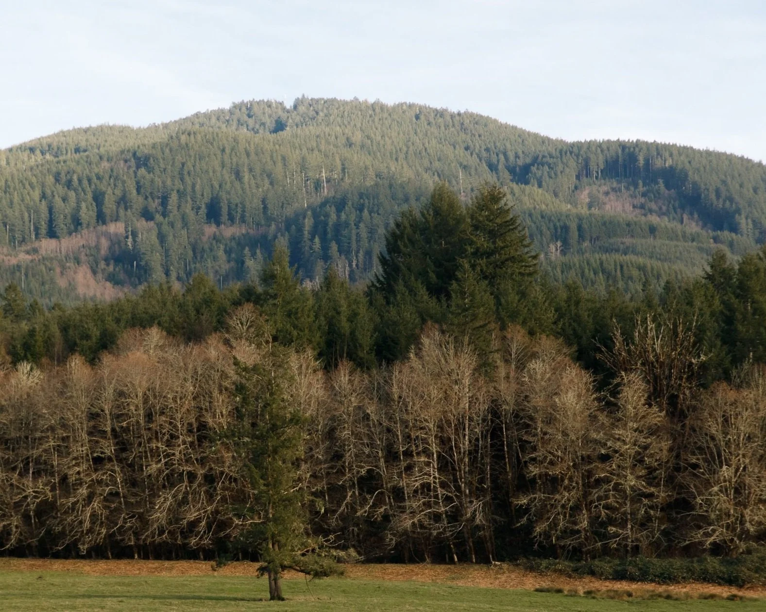 Products | Pasture Raised Beef & Pork | Forestry Products — Backlander ...