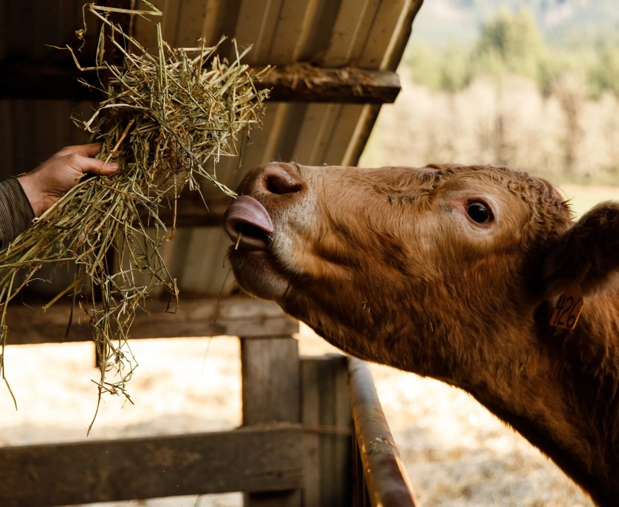 Backlander Farms | Grass Fed, Grass Finished Beef | Pastured Pork ...