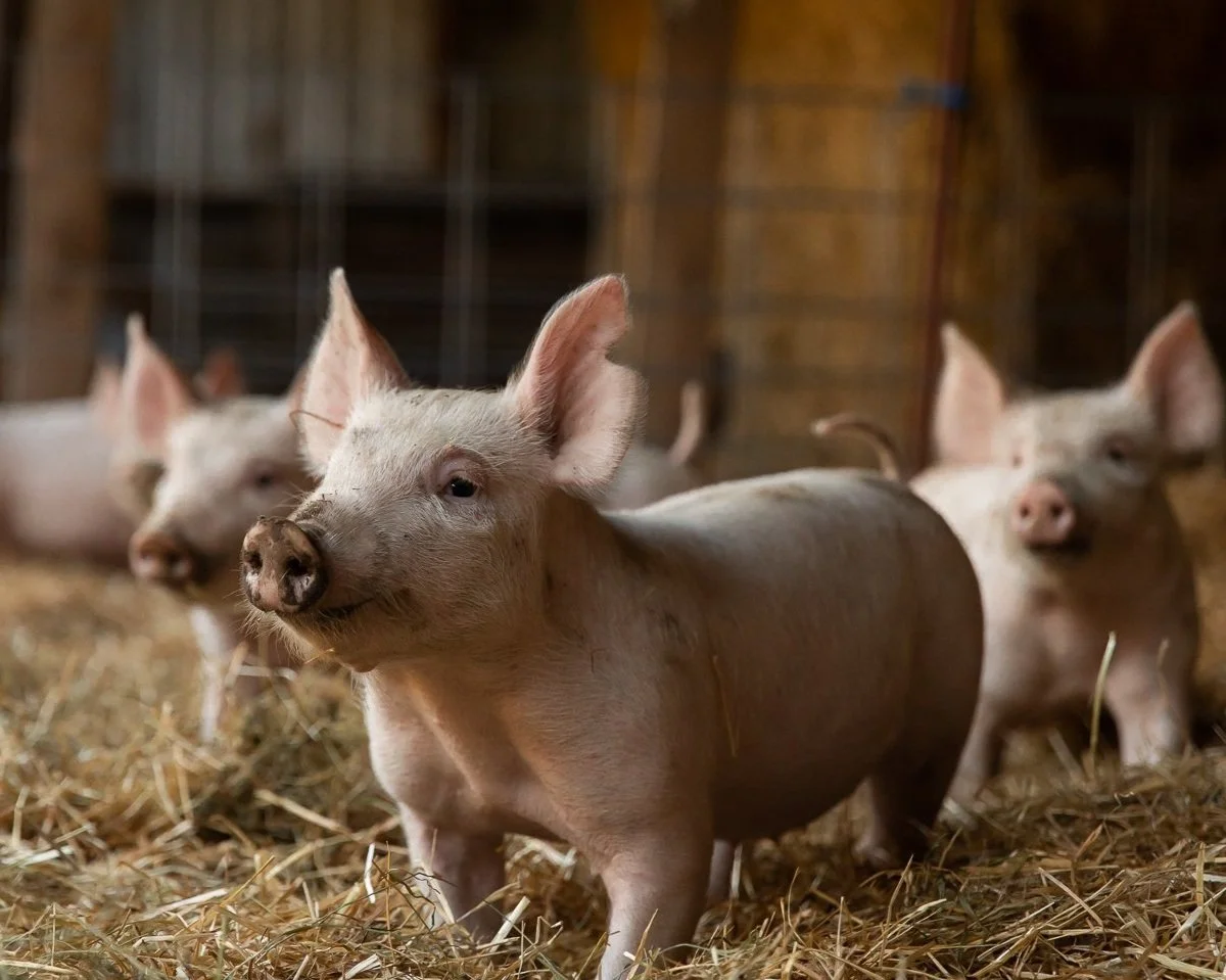 Backlander Farms | Grass Fed, Grass Finished Beef | Pastured Pork ...