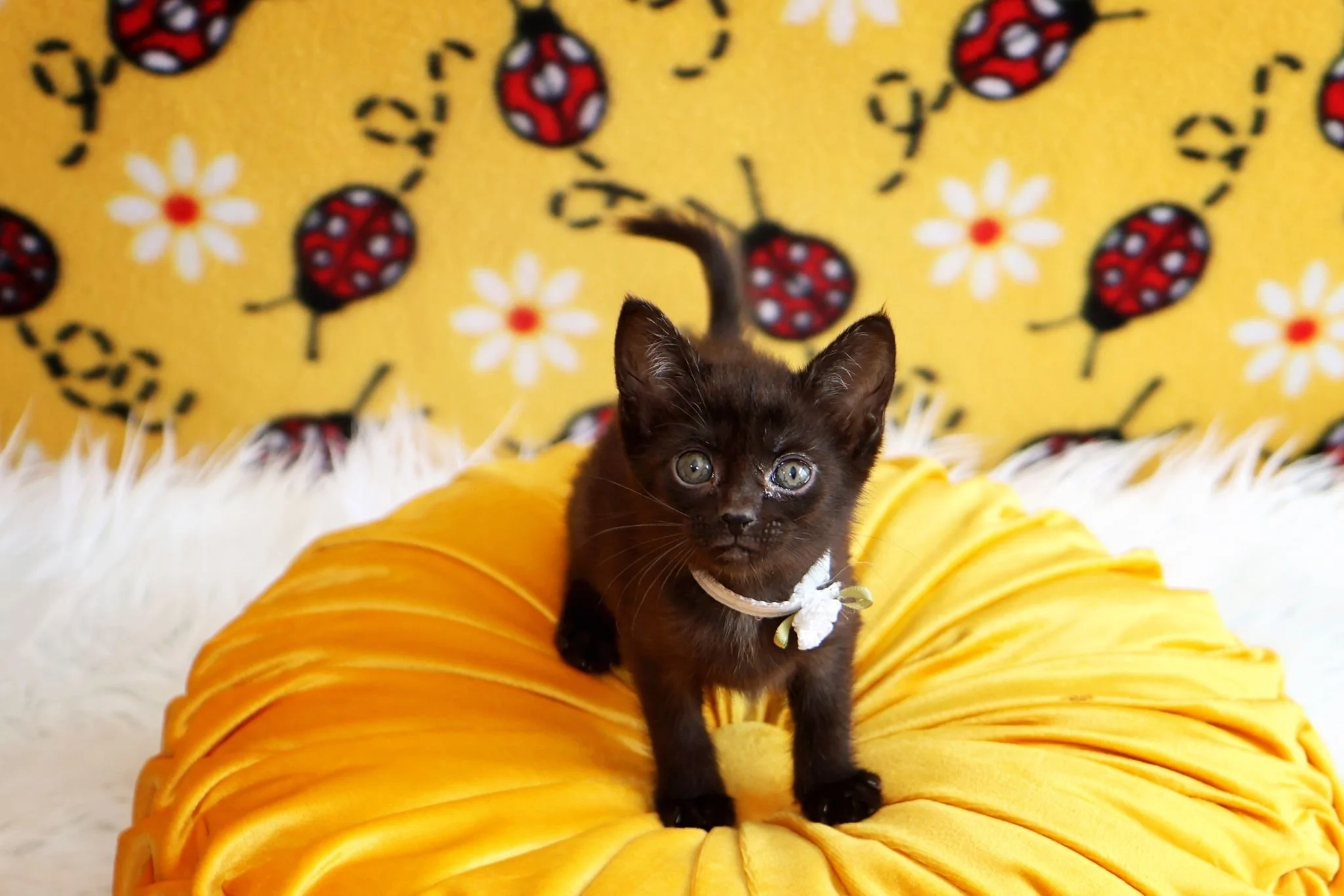 Meowy Matchmakers