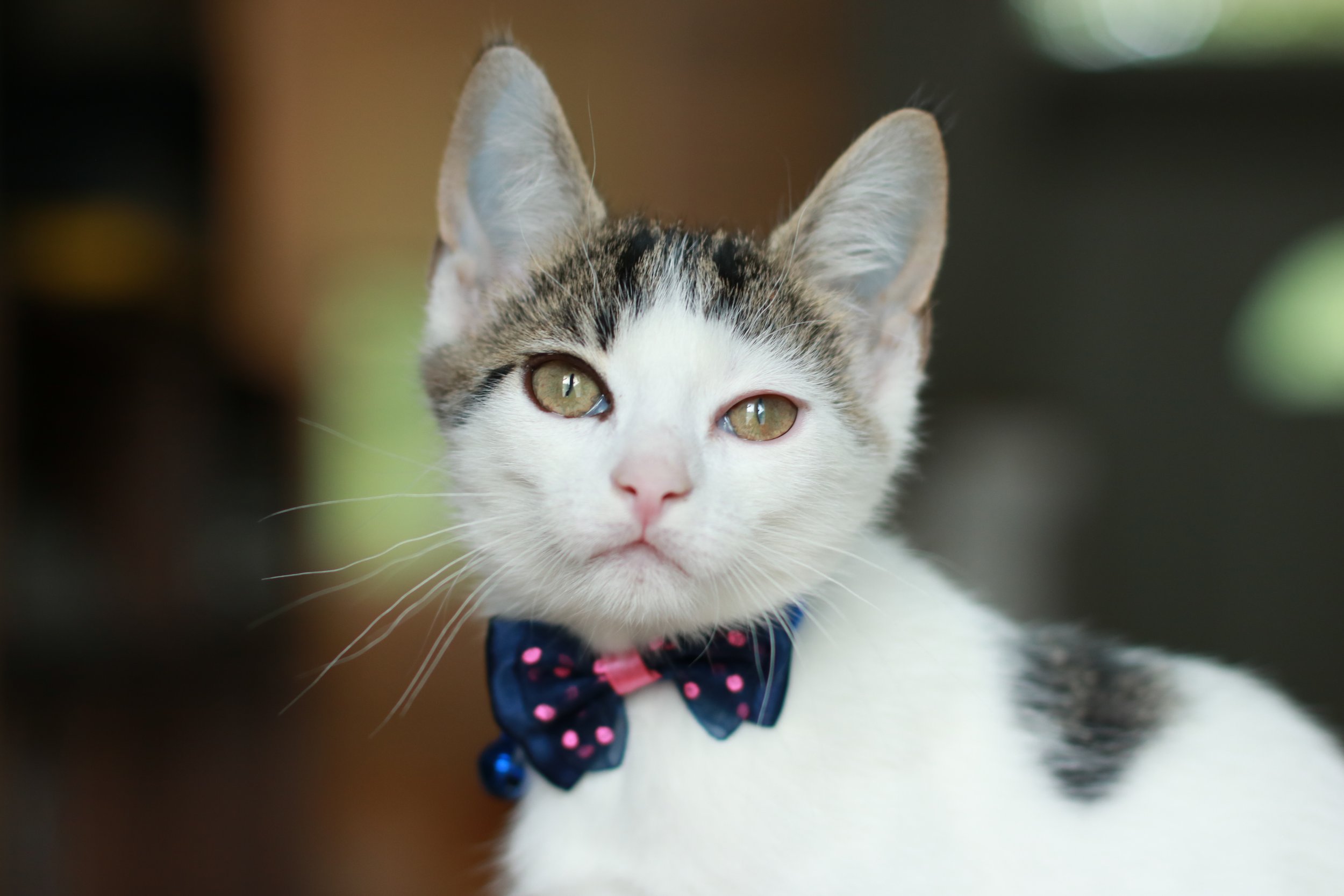 About — Meowy Matchmakers