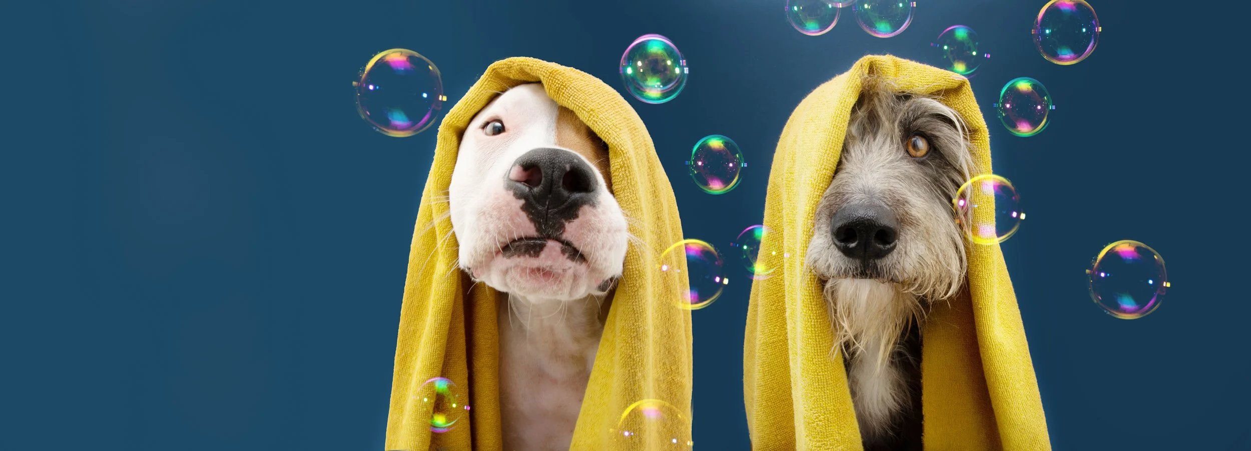 Dog Grooming Converse Tx