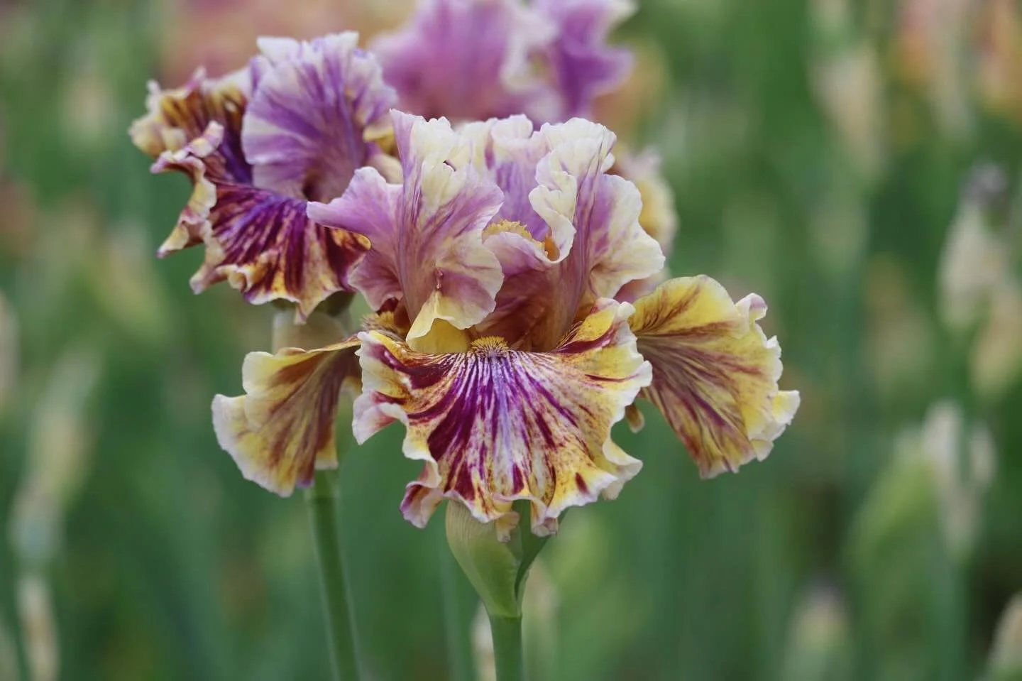 SA Spring Garden Festival